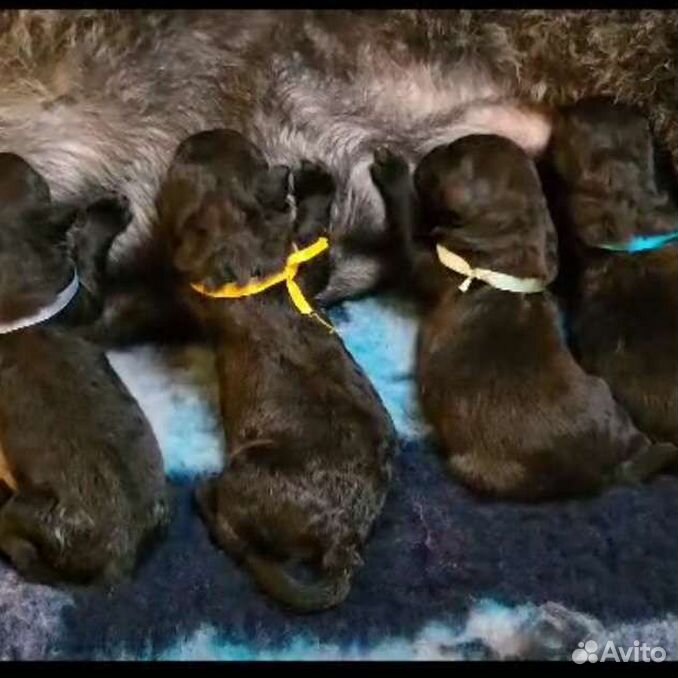 Щенки фландрского бувье