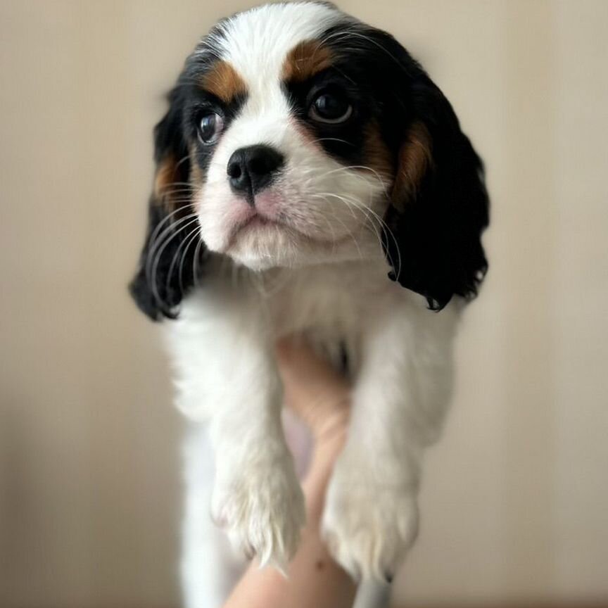 Кавалер кинг-чарльз-спаниель, щенок