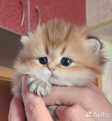 Девочка золотая британская