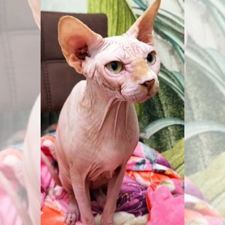 Донской сфинкс, взрослый кот