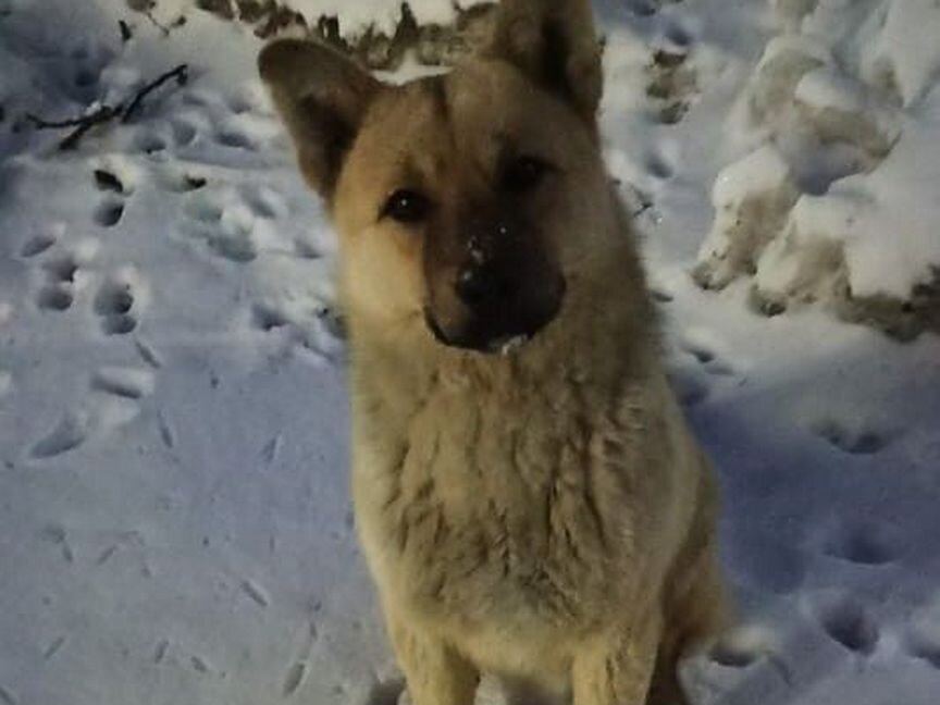 Собака кобель потеряшка