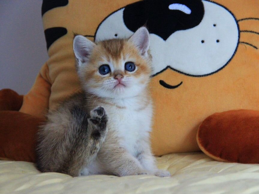 Тимур - золотой котик