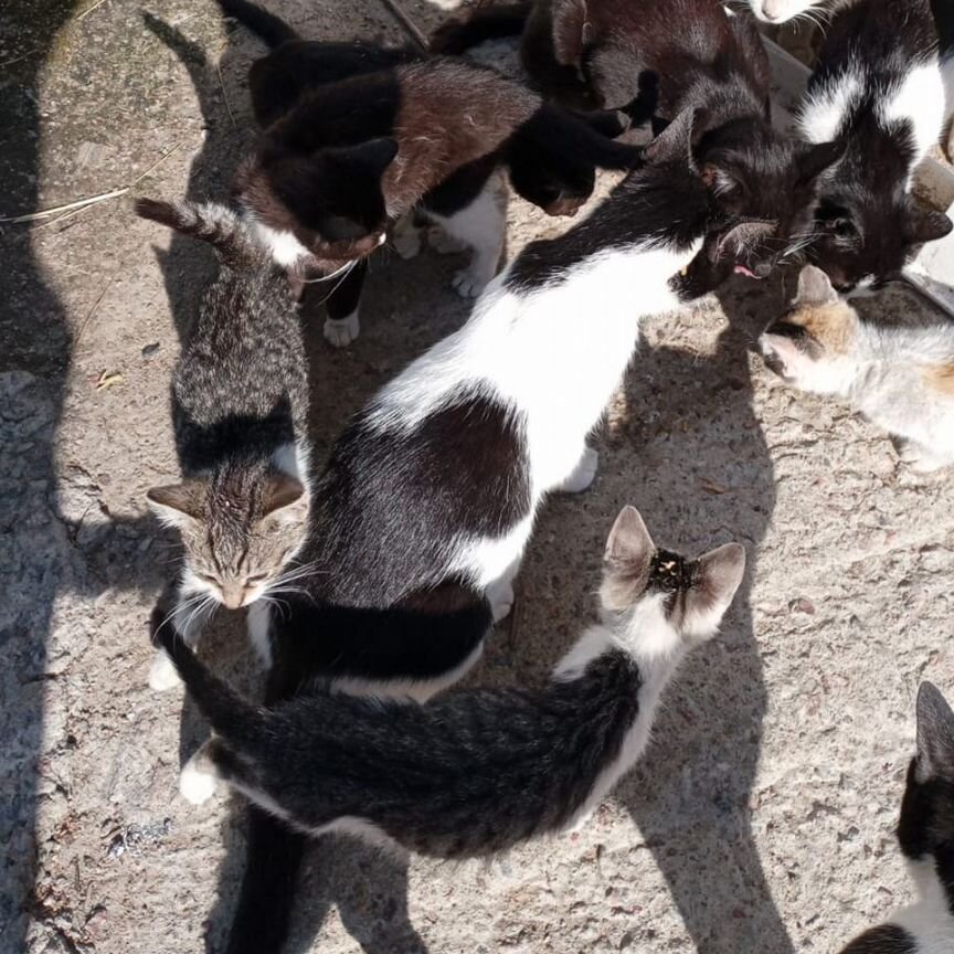 Котята с предприятия ищут дом