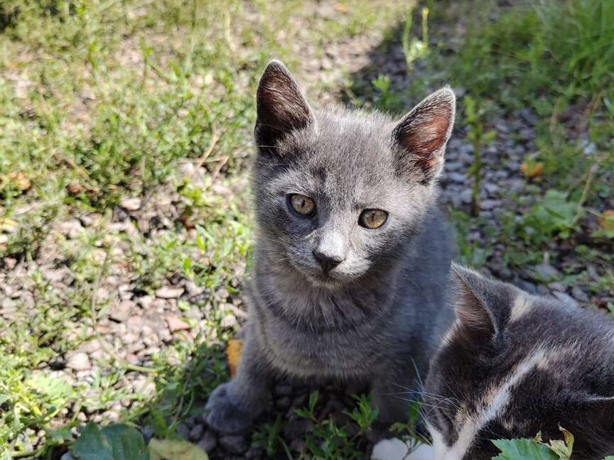 Пепельный котенок ищет новый дом