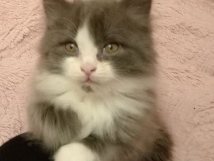 Котик