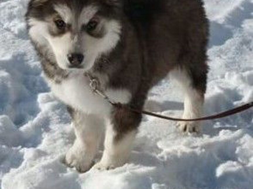 Щенок в добрые руки