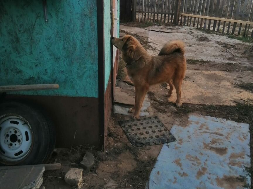 Собака