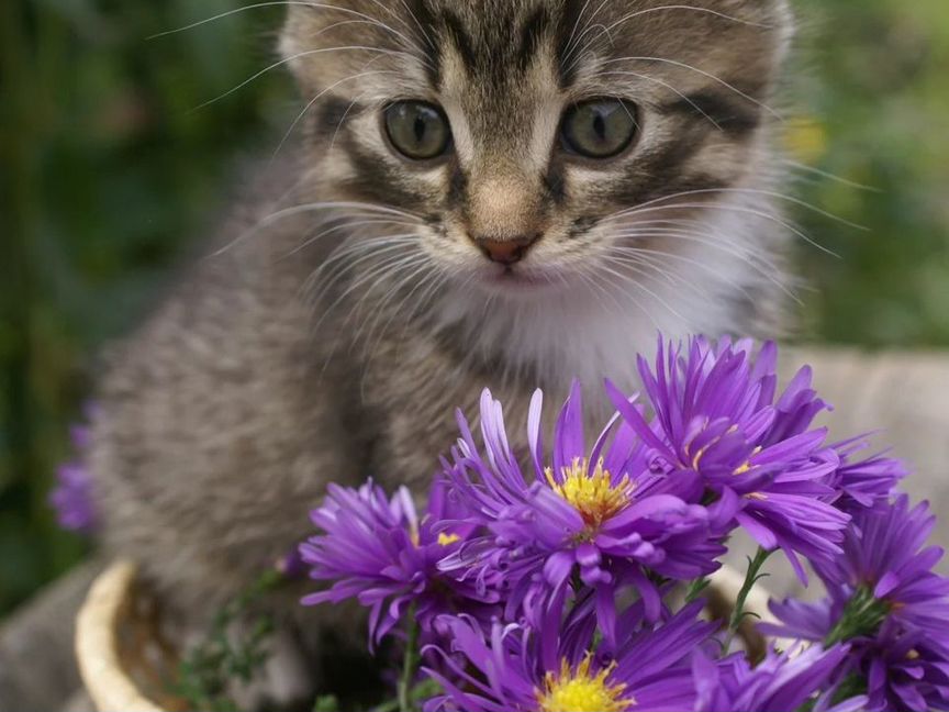 Лапочки котятки добрым хозяевам