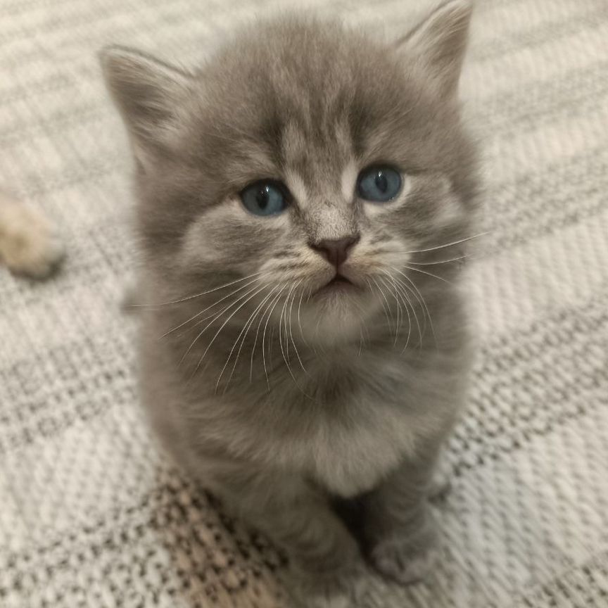 Британский длинношёрстный котёнок