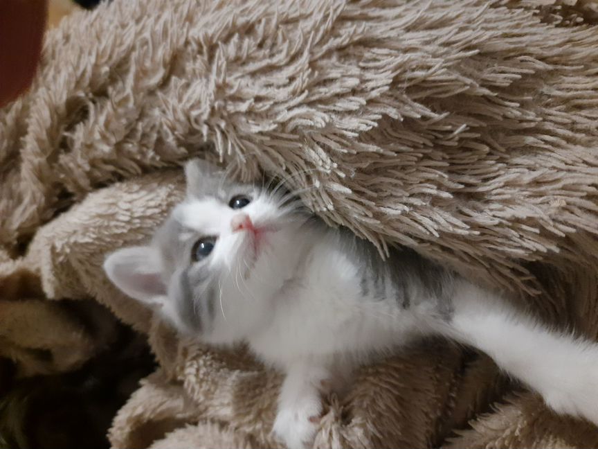 Котенок