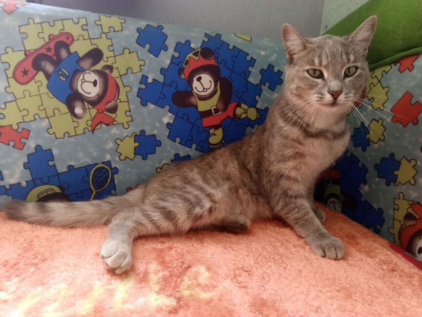 Отдам в дар кошечку