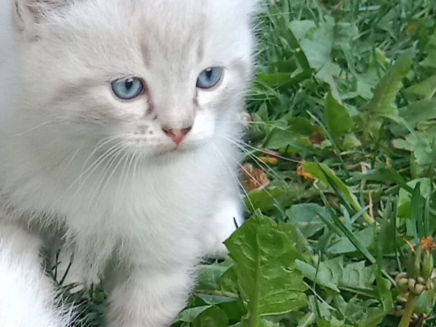 Тайские котята