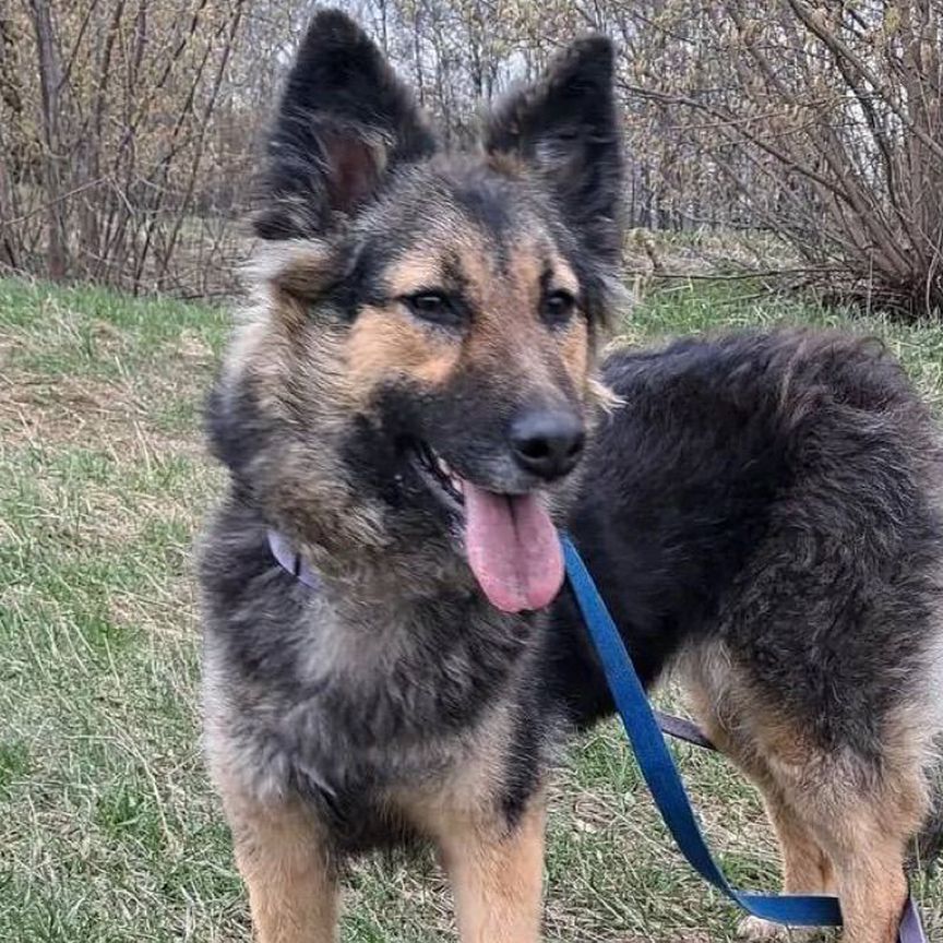 Взрослая собака в добрые руки