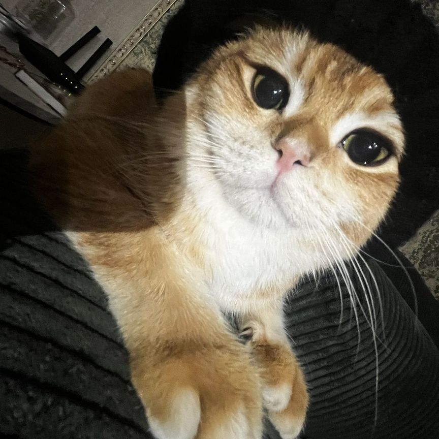 Британский короткошёрстный котёнок