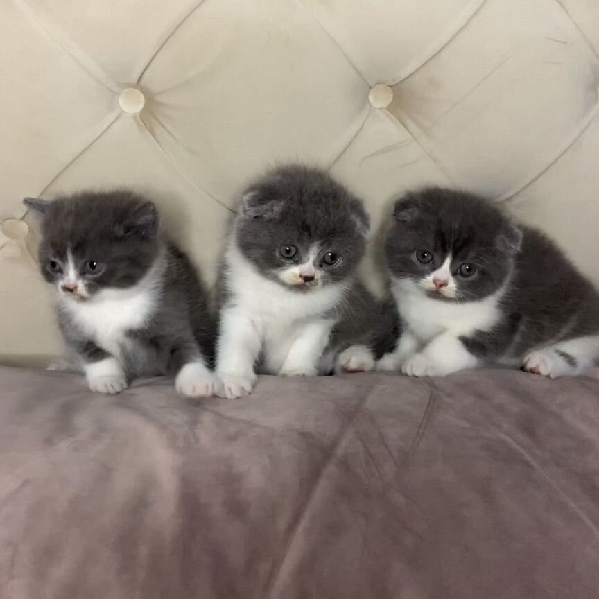 Шотландские котята