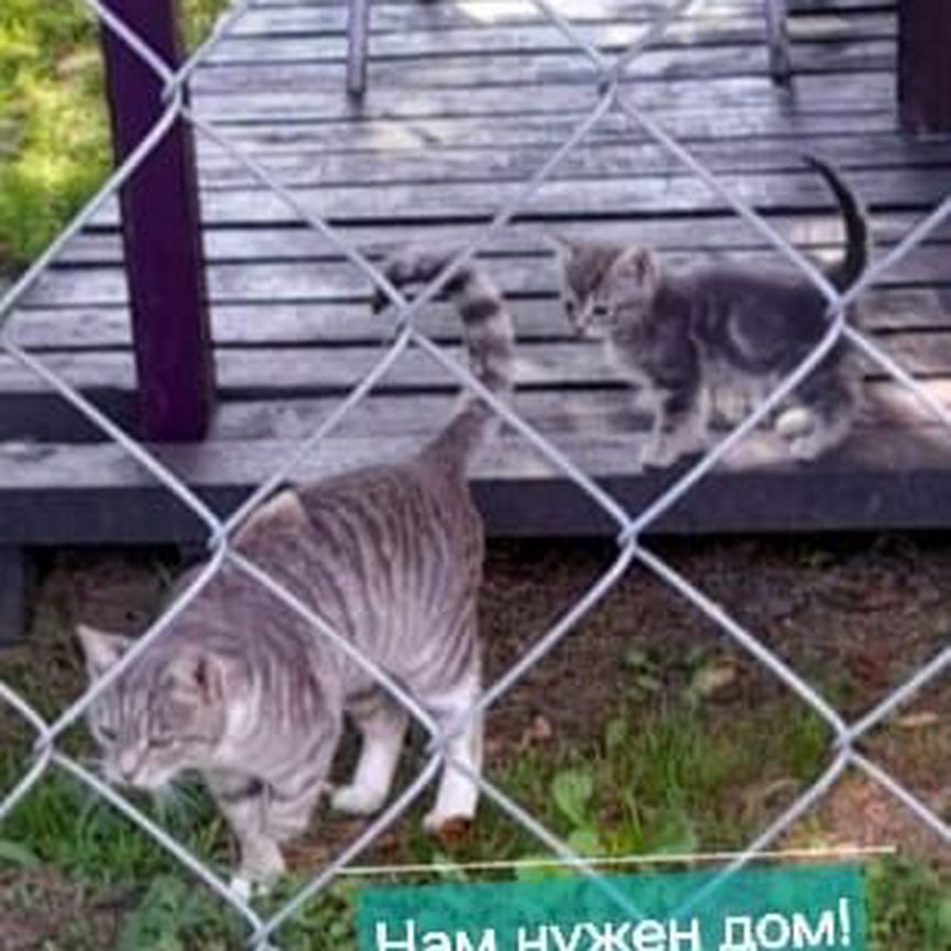 Кошечка в добрые руки