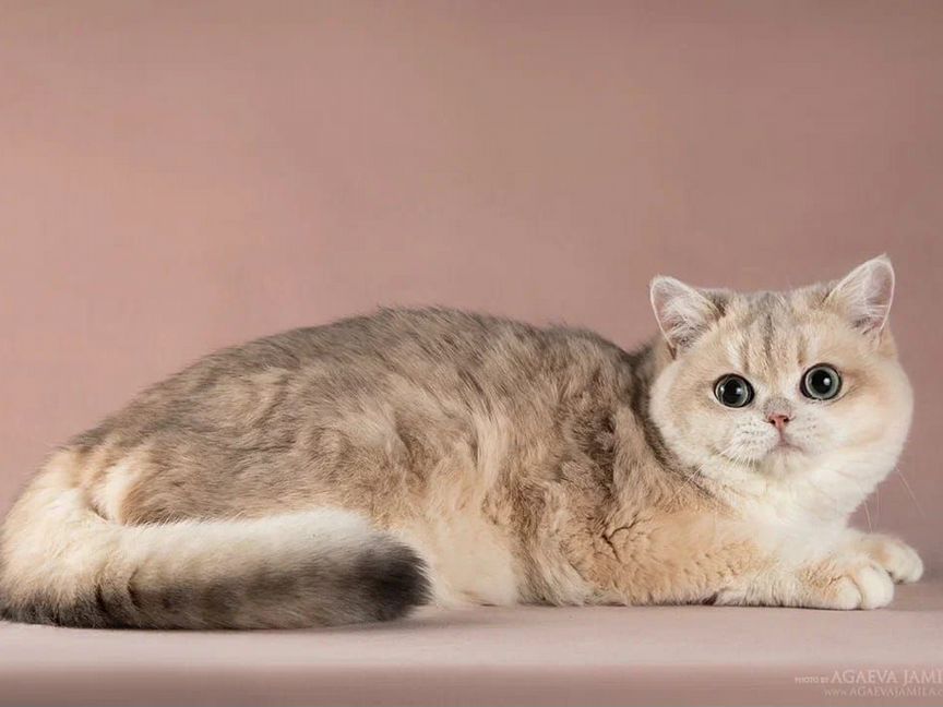 Мальчик британец голубое золото ay11