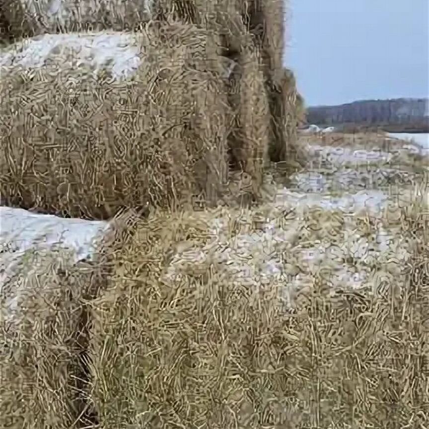 Солома ячменная