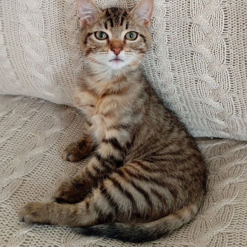Котенок бесплатно