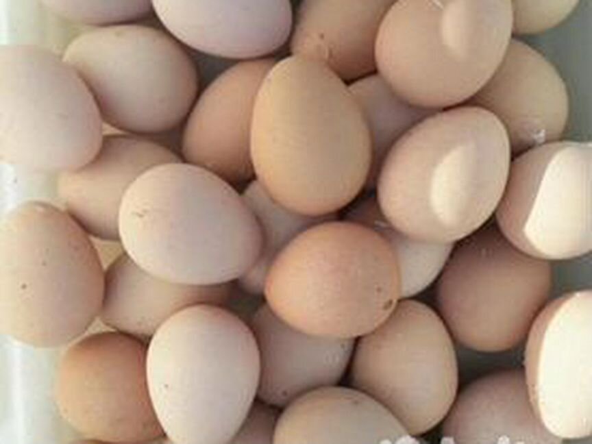 Инкубационное яйцо цесарки