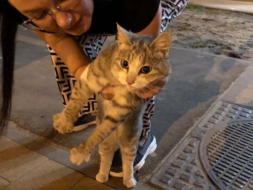 Кошка Джессика ищет домик