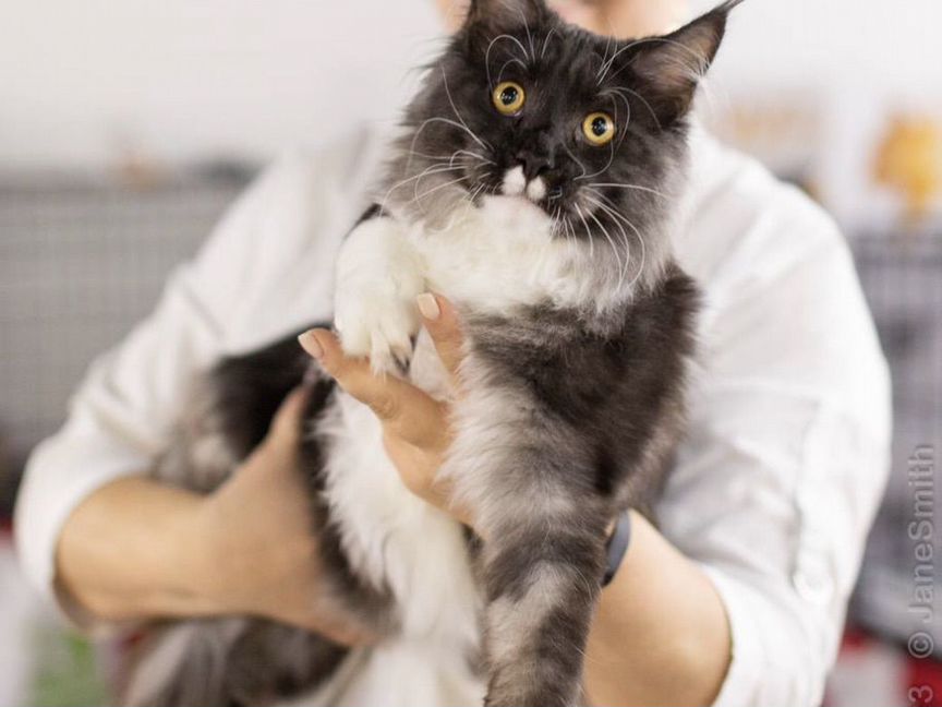 Кот мейн-кун ns-03