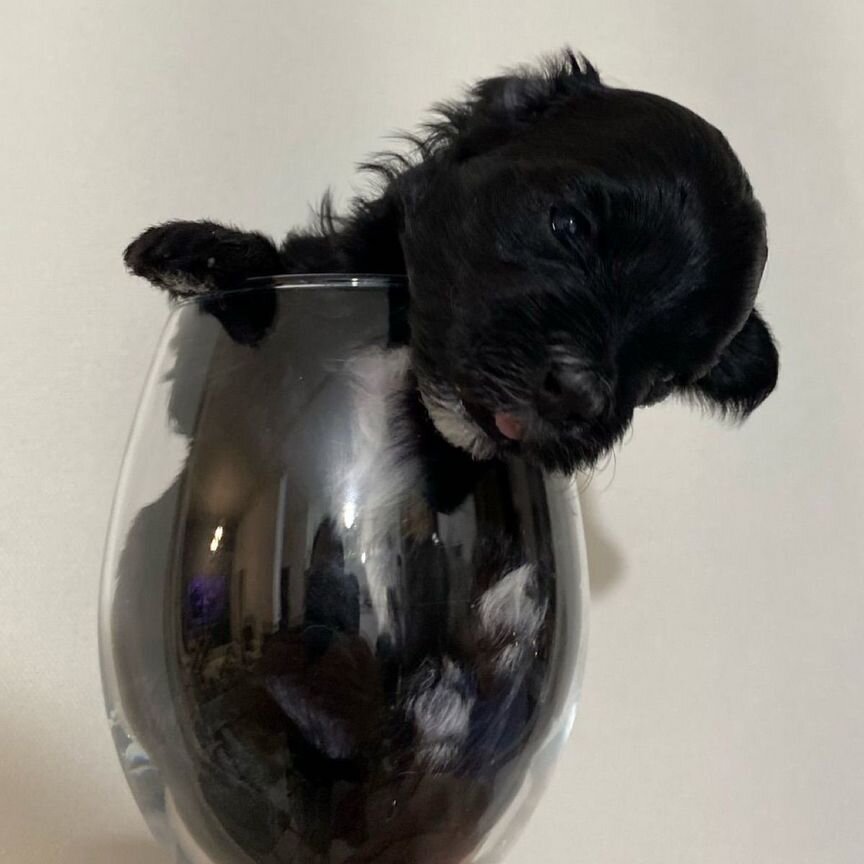 Мальтипу мини