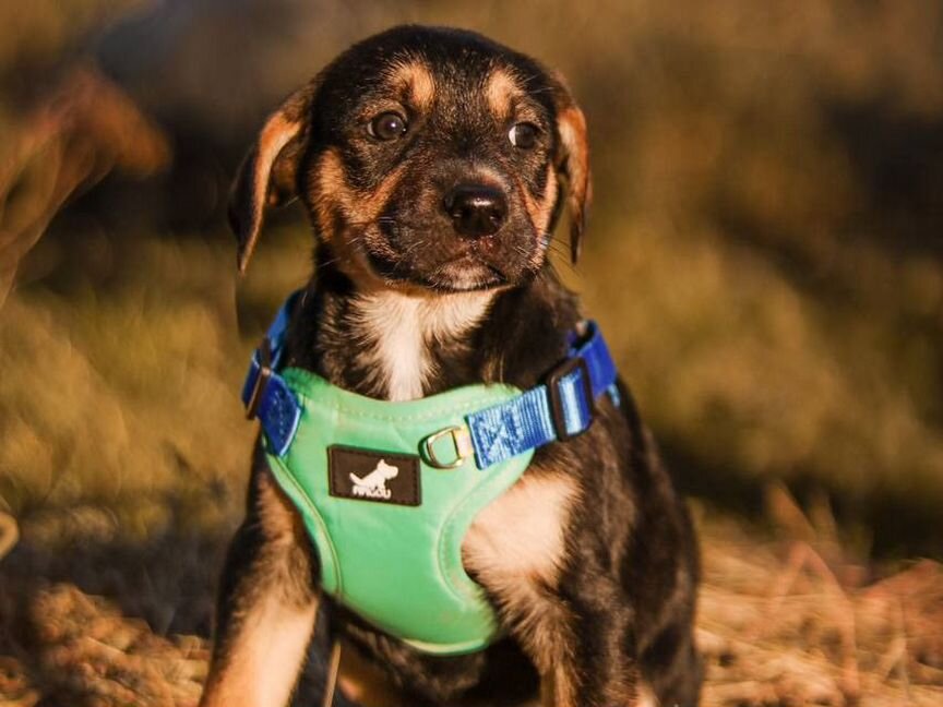 Щенок мальчик ищет дом