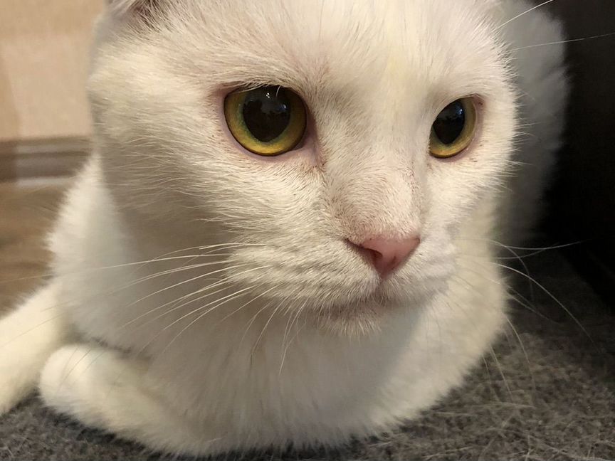 Шотландская вислоухая кошка бесплатно