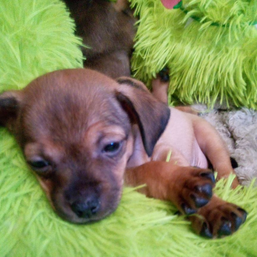 Русский той-терьер, щенок