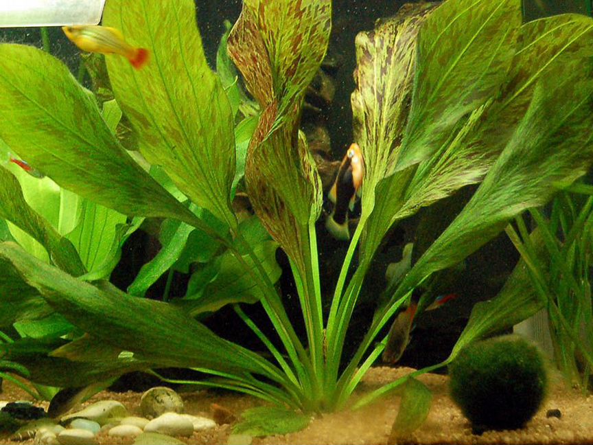 Эхинодорус оцелот (Echinodorus ozelot)