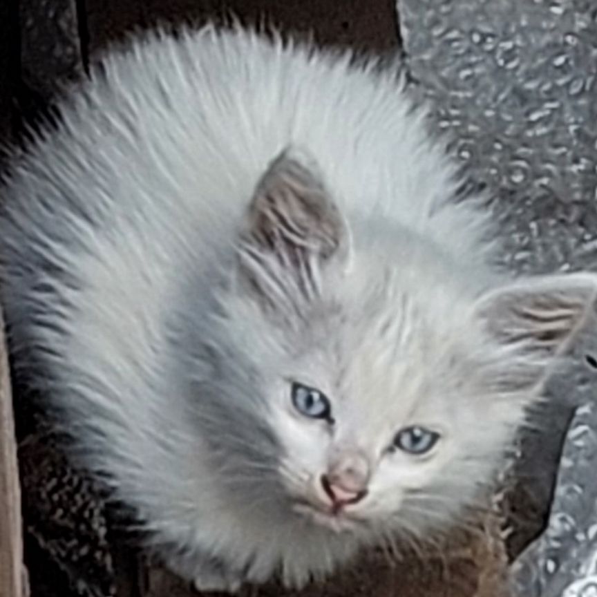 Котёнок белый