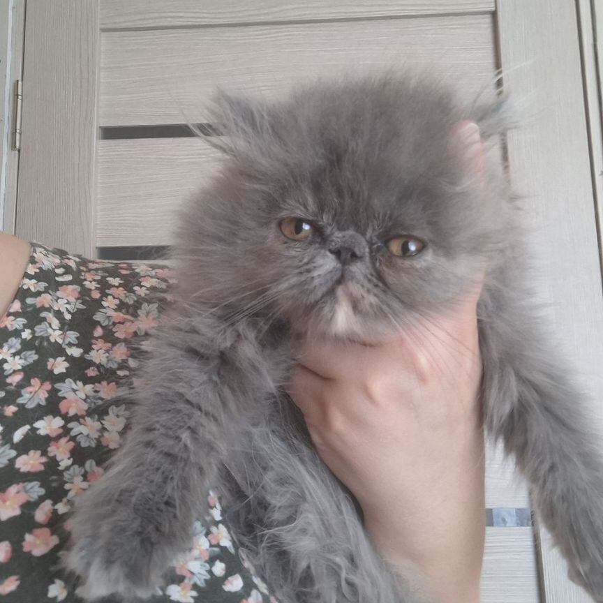 Персы и экзоты