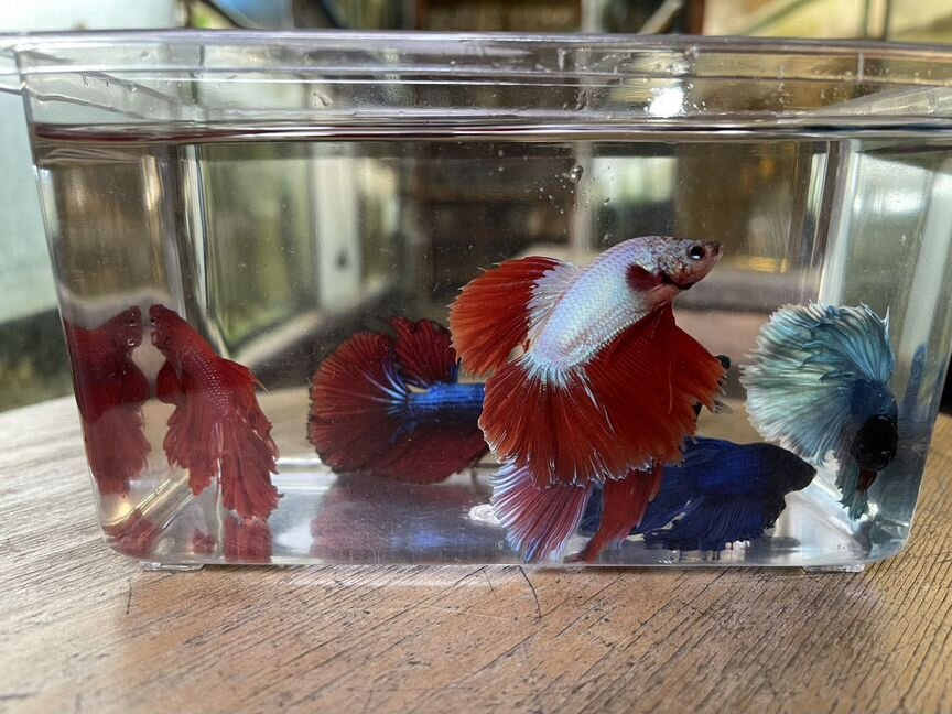 Петушки самцы супердельта (Таиланд). 6-7 см