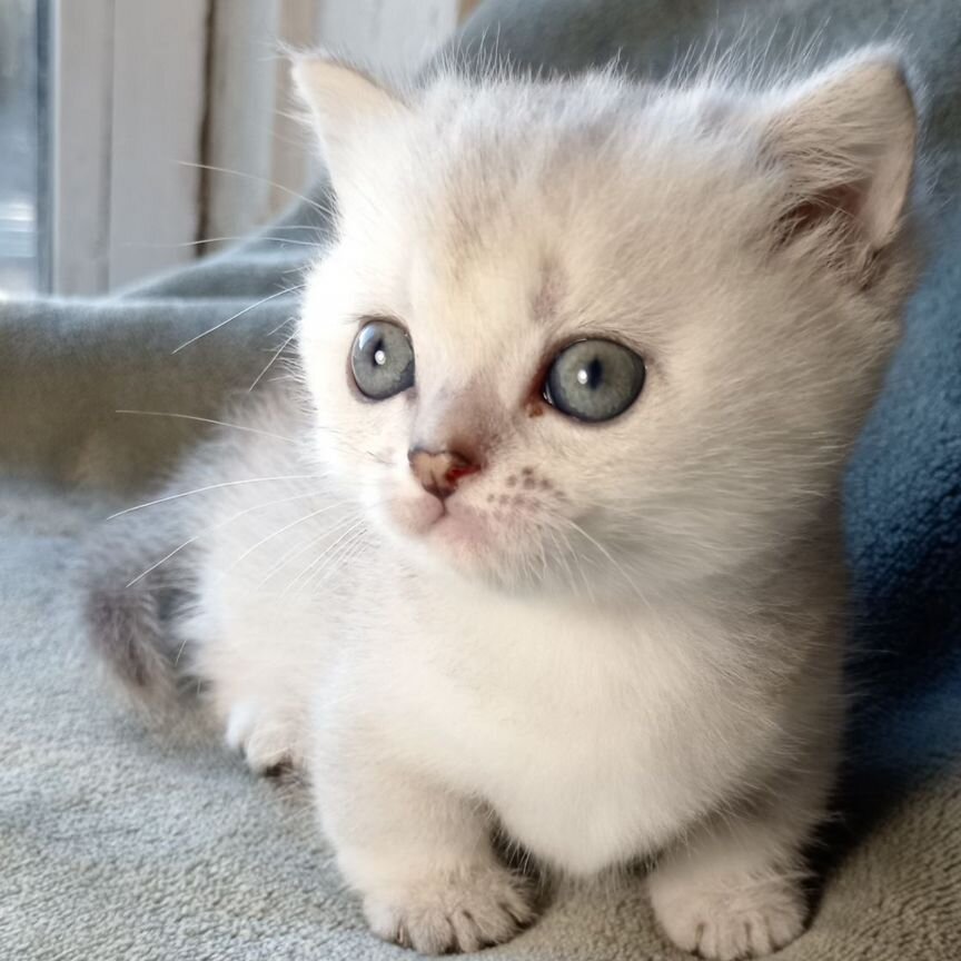 Серебристый манчкин