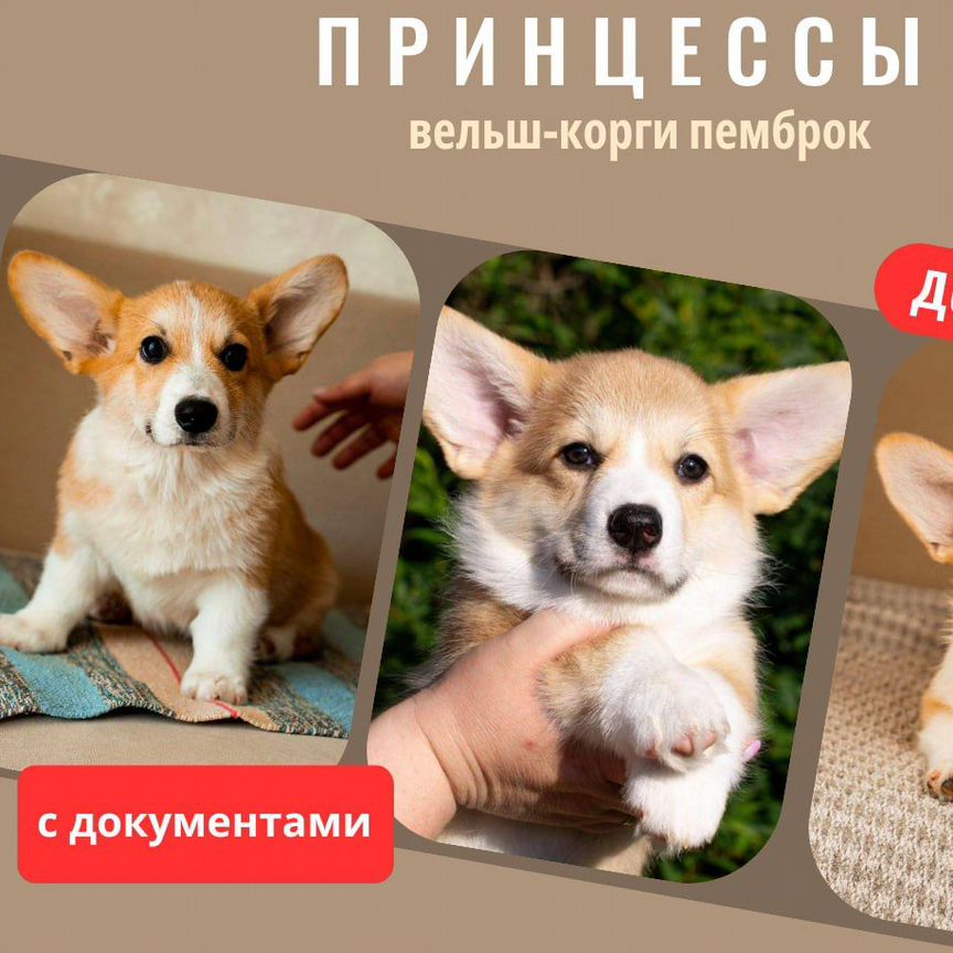 Милые овчарки на коротких лапках