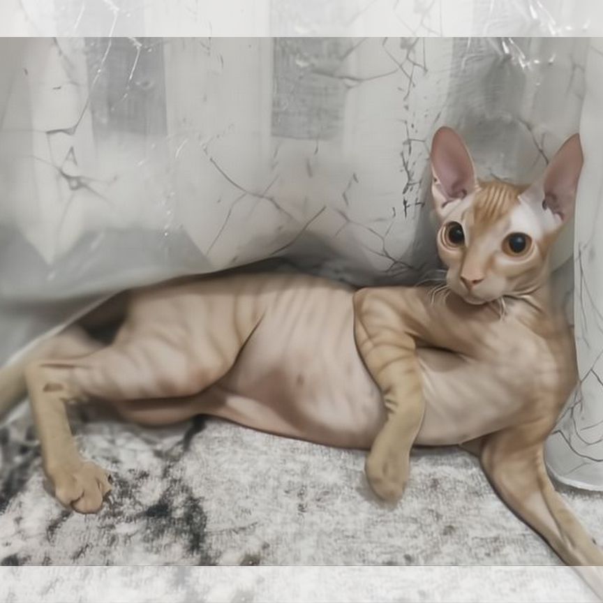 Донской сфинкс котёнок