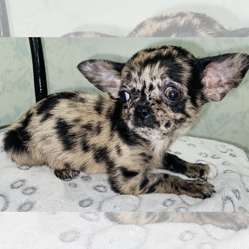 Чихуахуа, щенок