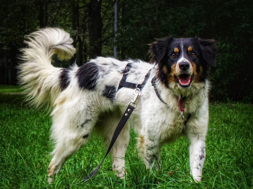 Ника из приюта ищет дом