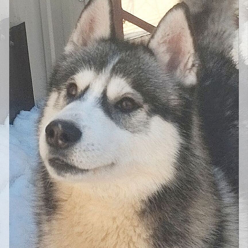 Сибирский хаски, взрослый пёс