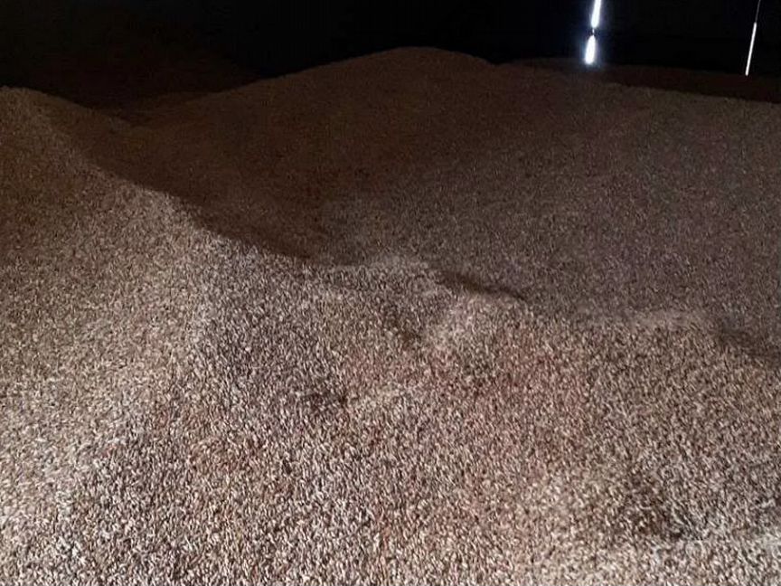 Ячмень яровой, Семечко корма