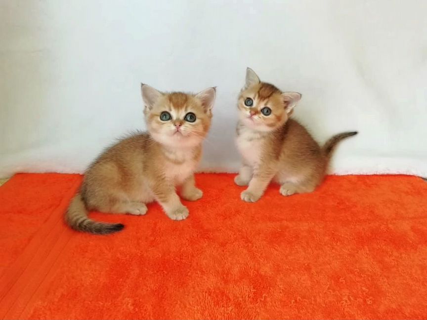 Золотая детвора