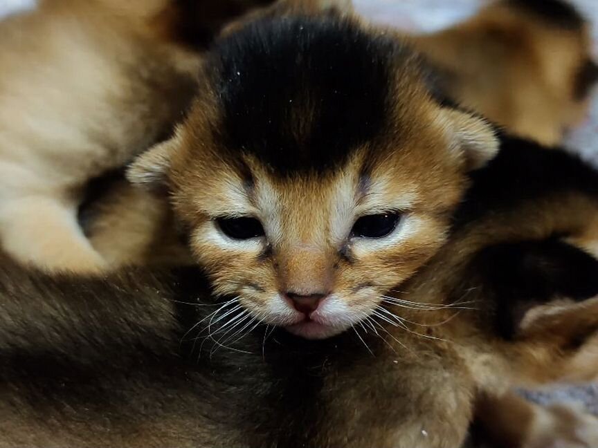 Абиссинские котята