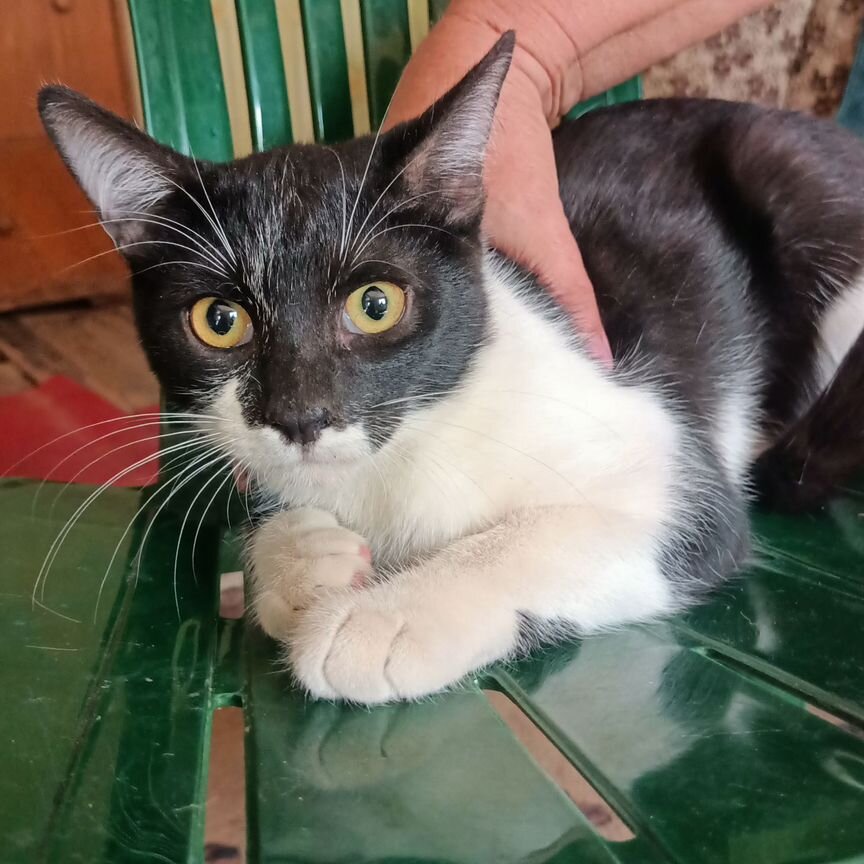 Котенок мальчик милаш