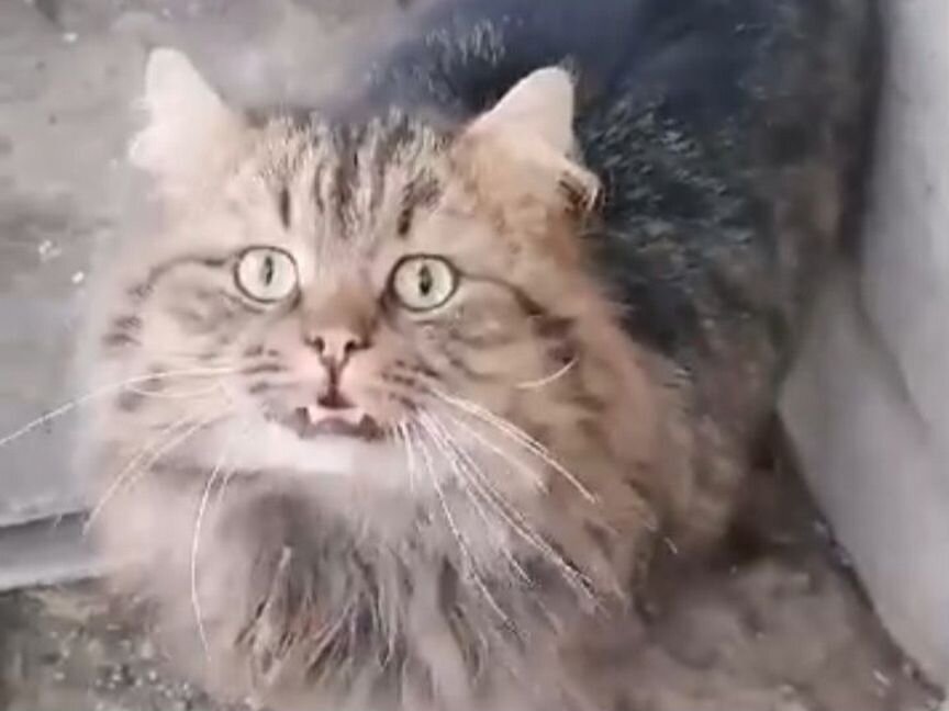 Котик в добрые руки