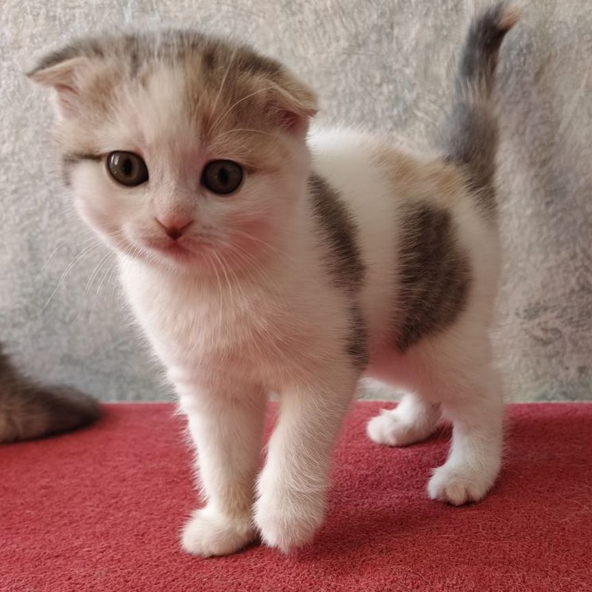 Шотландский вислоухий короткошёрстный котёнок