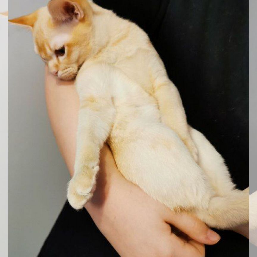 Котёнок от частного владельца