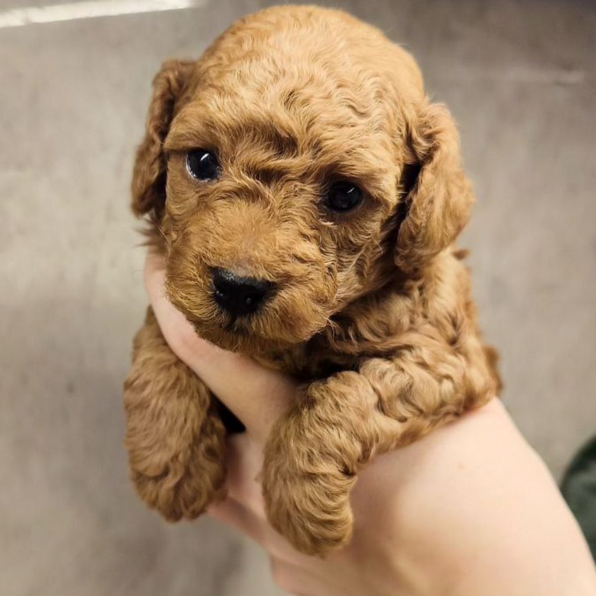 Той-пудель, щенок