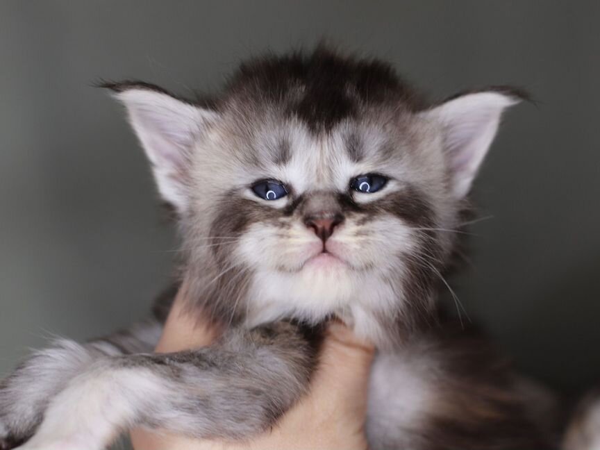 Мейн-кун шикарный котенок, 1 мес, питомник