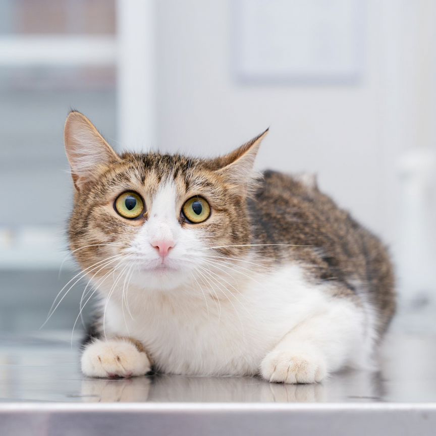 Срок до 18 февраля, дальше улица